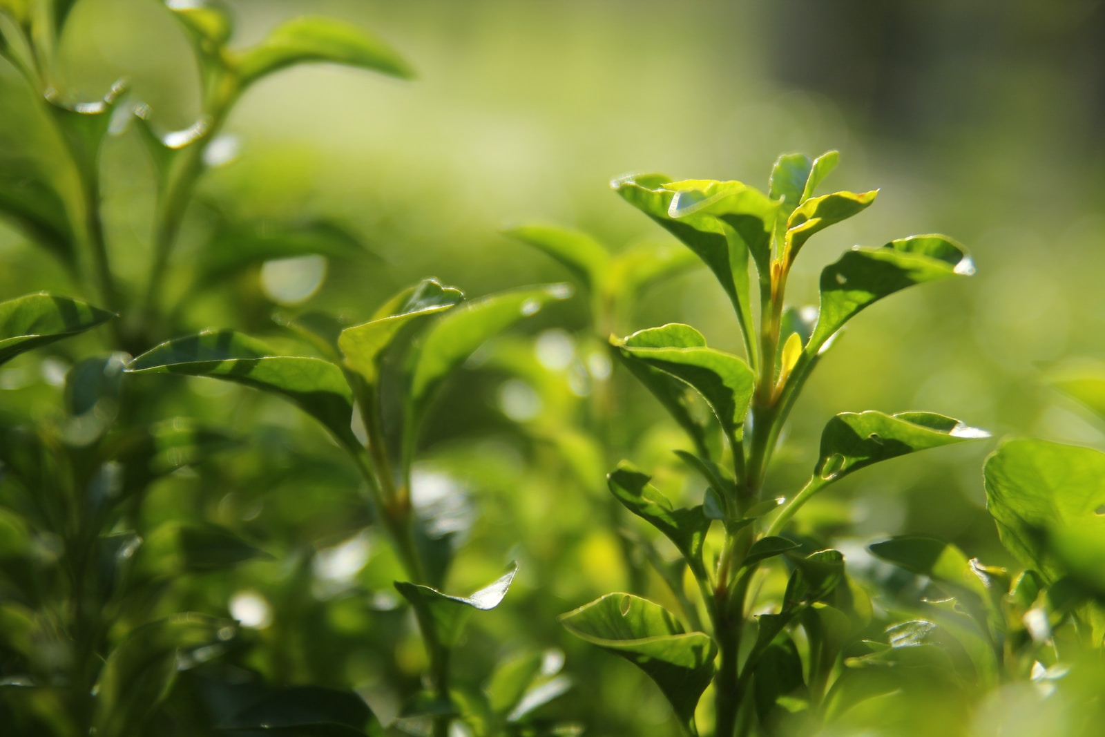 About Growing Teas™ - Growing Teas