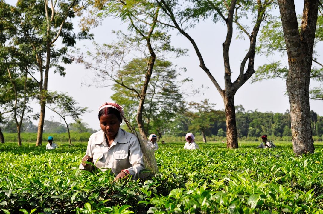 How Many Years Does It Take to Grow Tea? 5 Essential Insights [2025 ...