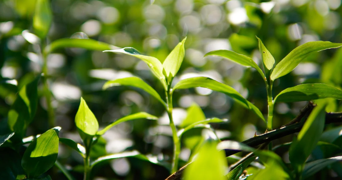 12 Expert Ways to Protect Tea Plants from Cold Weather ️ (2025 ...