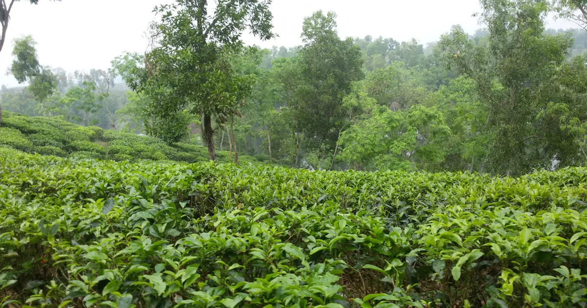 Mastering Tea Garden Soil pH Management: 9 Expert Tips for 2025 🌱 ...