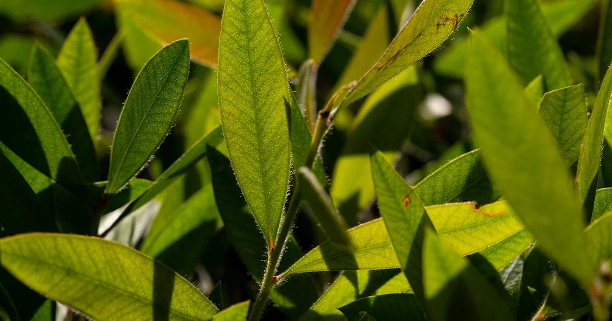 Tea Plant Disease Identification: 10 Essential Signs You Can’t Miss! 🍃 ...
