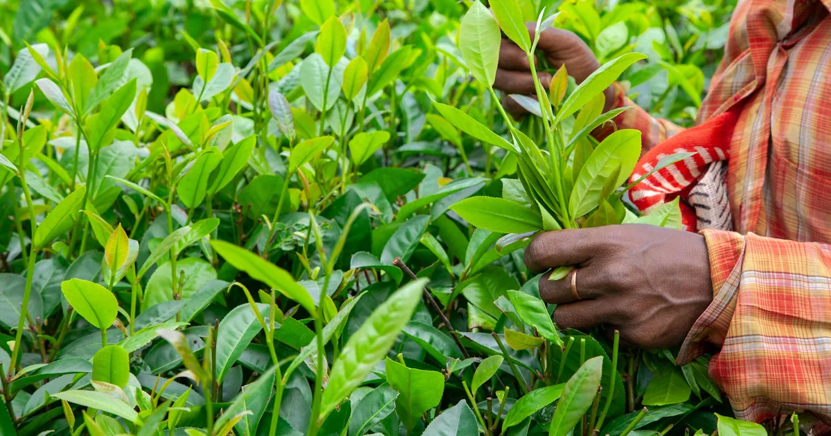 Tea Plant Growth Regulators: 10 Game-Changing Secrets for Thriving Tea ...
