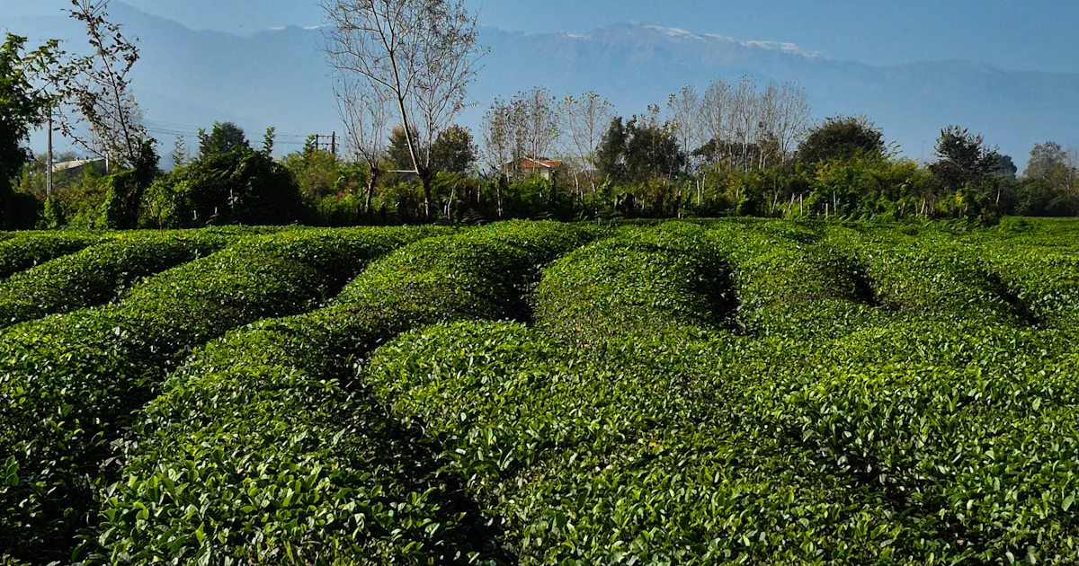 Starting a Backyard Tea Farm: 12 Expert Tips to Grow Your Own 🍃 ...