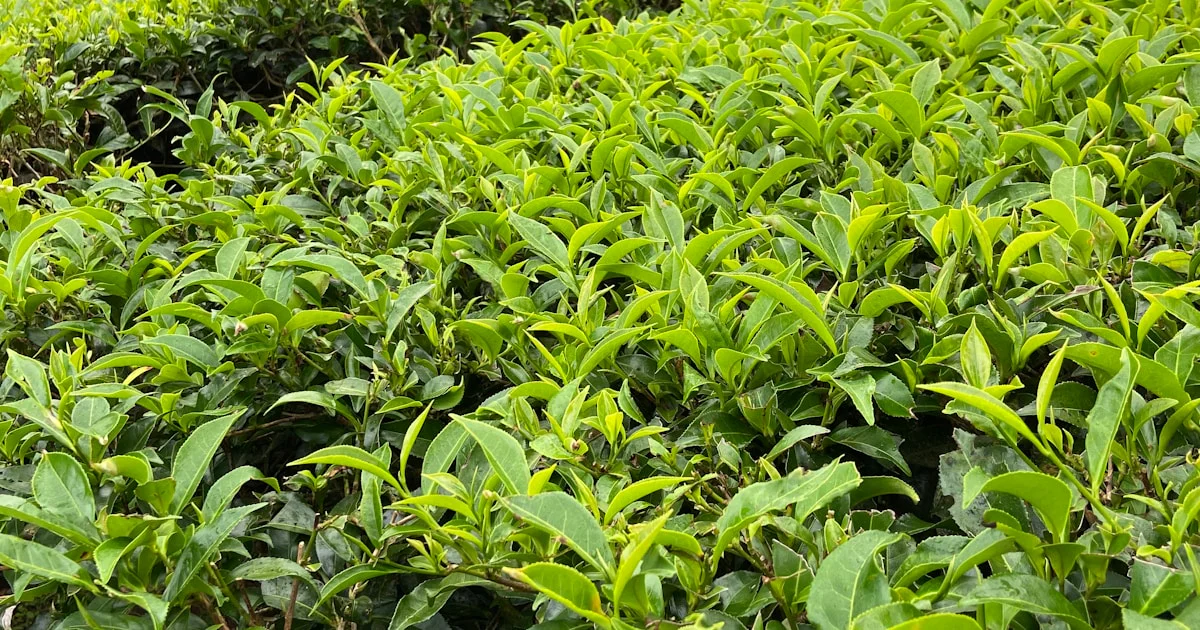 How to Make Tea from Plants: 15 Easy Herbs to Grow & Brew (2026) 🍃 ...